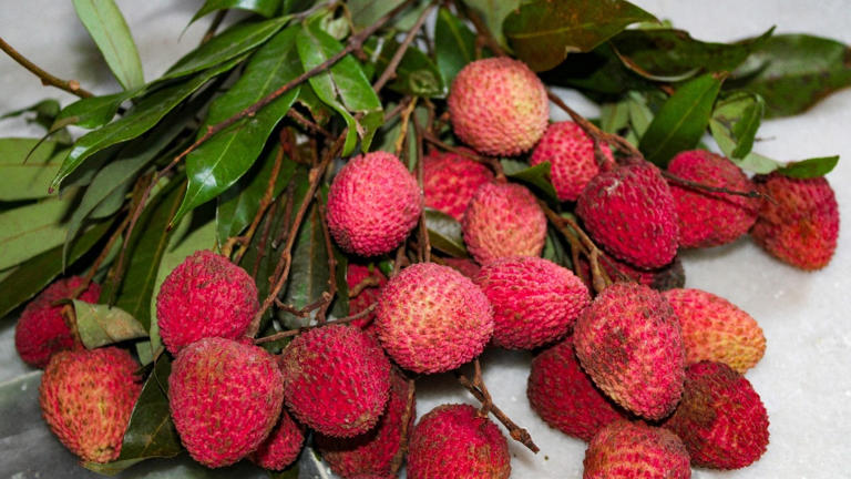 Climate change and stink bugs: The dark season for Bihar's iconic Shahi ...