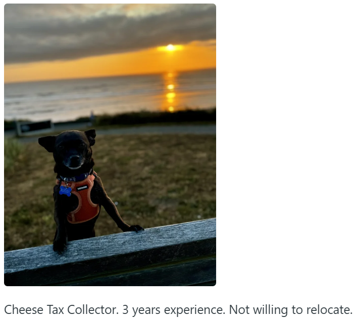 23 Pawfessional Pupper Profile Pics, Meet the Dogs Who’re Coming for ...