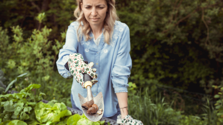 Repel slugs from the garden with a textured plant they can't stand