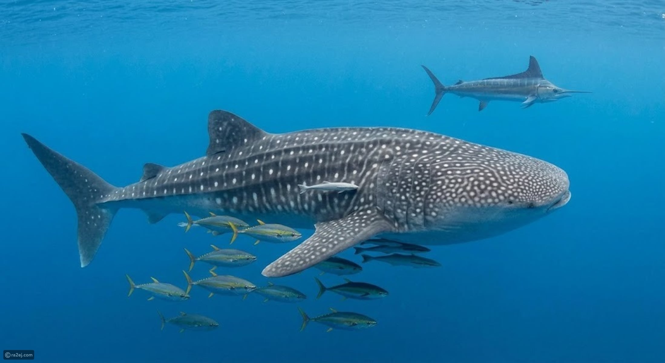 They found the world’s biggest fish — and it’s larger than expected