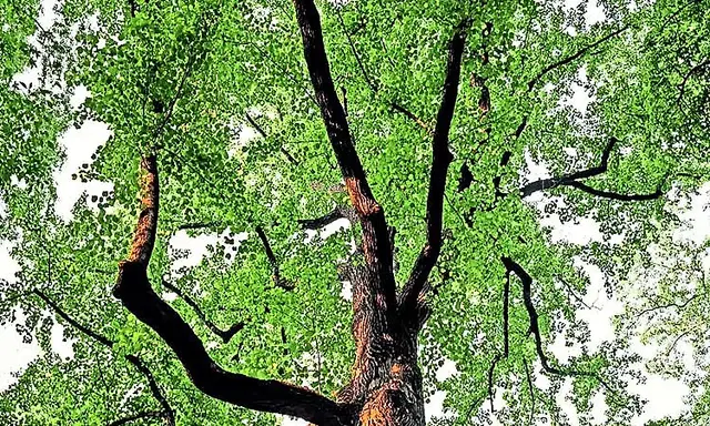 Green Bengaluru: BDA withdraws proposal to cut 184 trees in HSR Layout