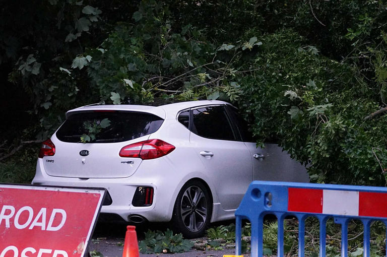 Road closes in Eastbourne after tree falls on car