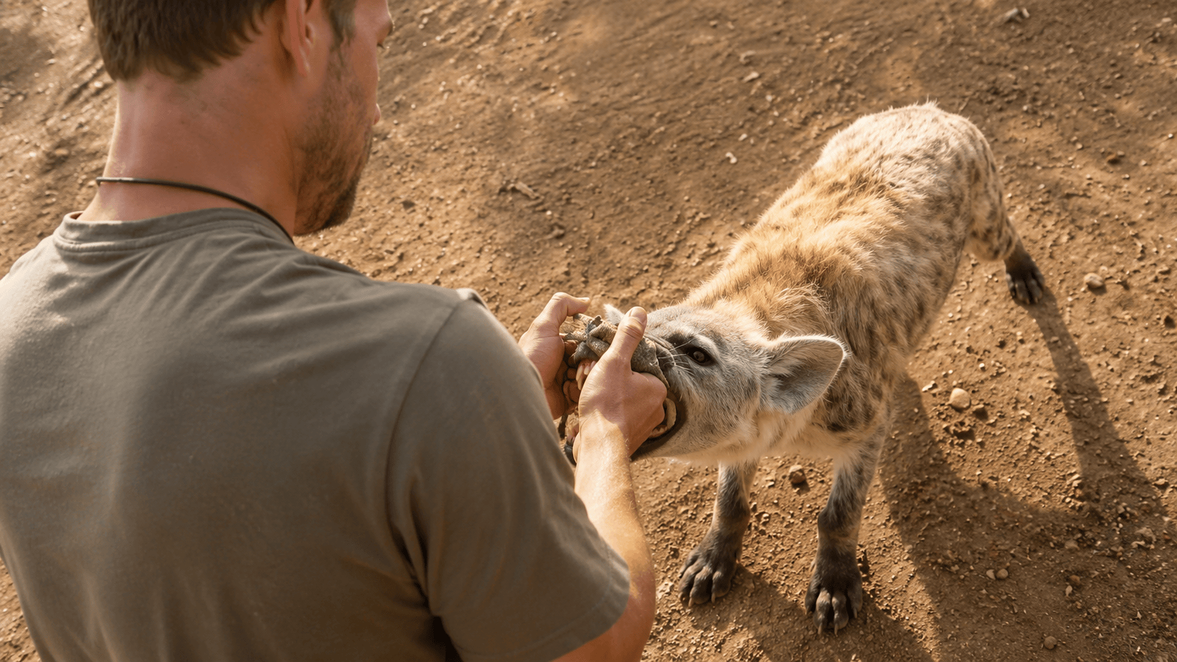 This hyena looks playful but those jaws are real