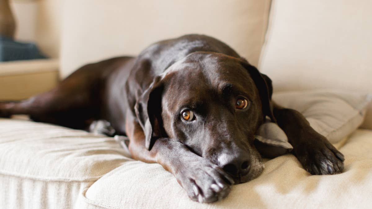 Black lab with absolutely no sense of personal space has the internet ...
