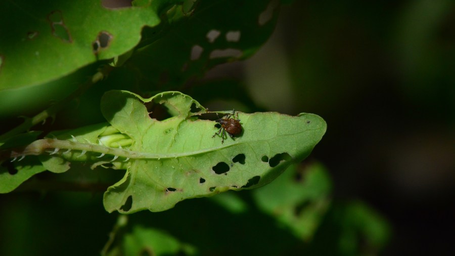 Weevils brought in to target 'mile-a-minute' invasive weed in Calhoun ...