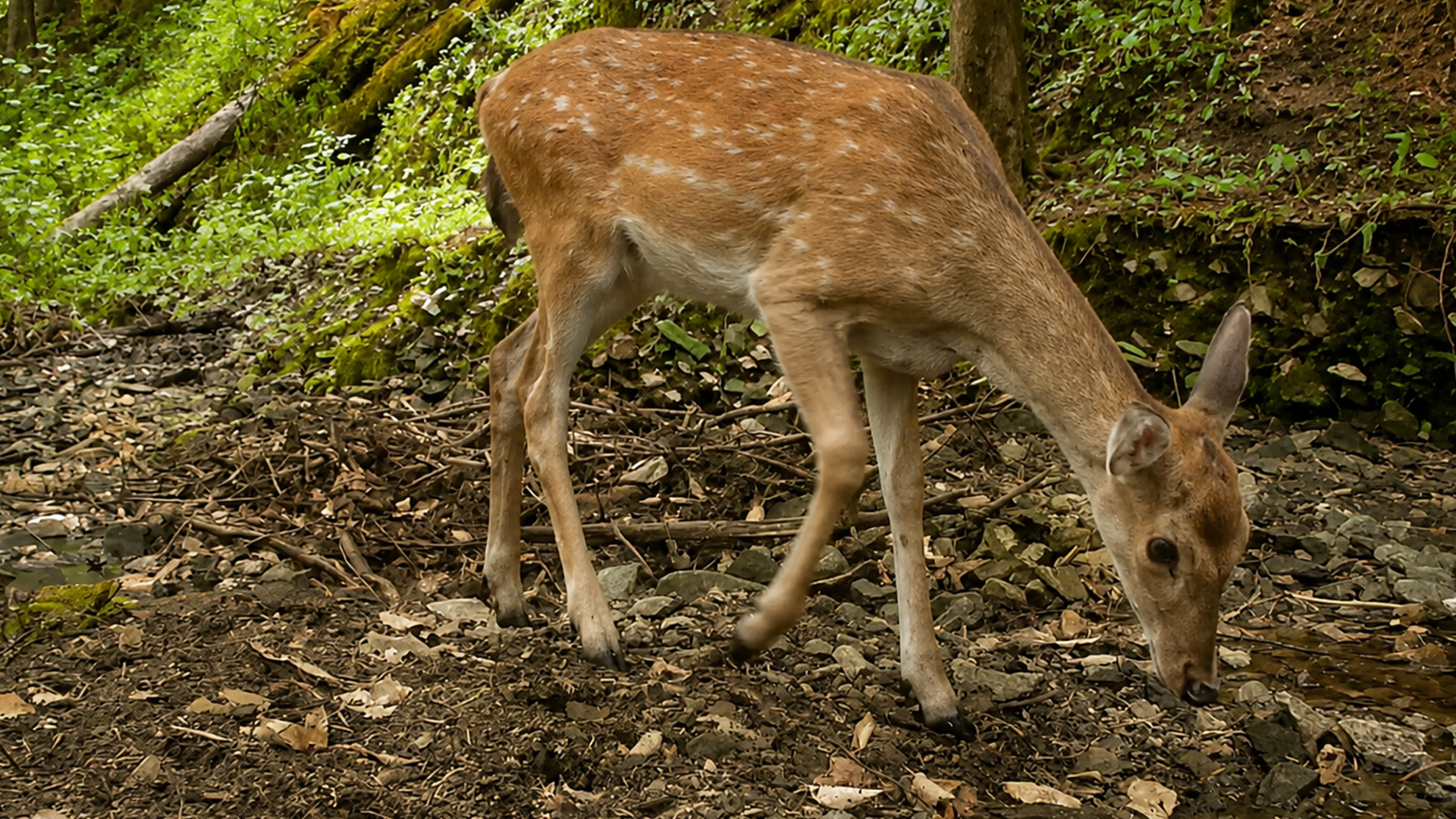 A camera trap recorded a deer searching the forest floor