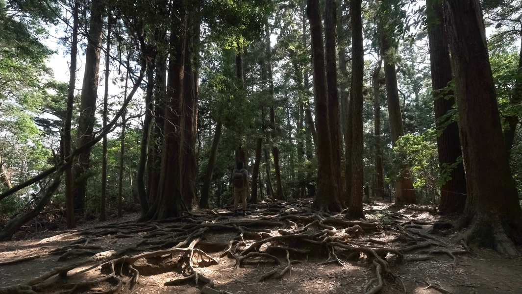 Volunteer team finds US student dead in Kyoto search