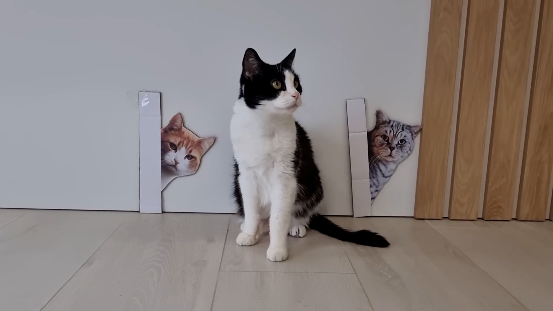 Why are these cats staring at me?