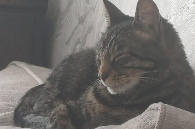 Darlington woman grieved her cat for years until he was found alive 300 ...