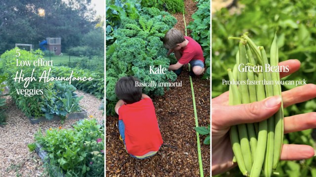Gardener reveals 15 'overachiever' crops that keep producing with ...