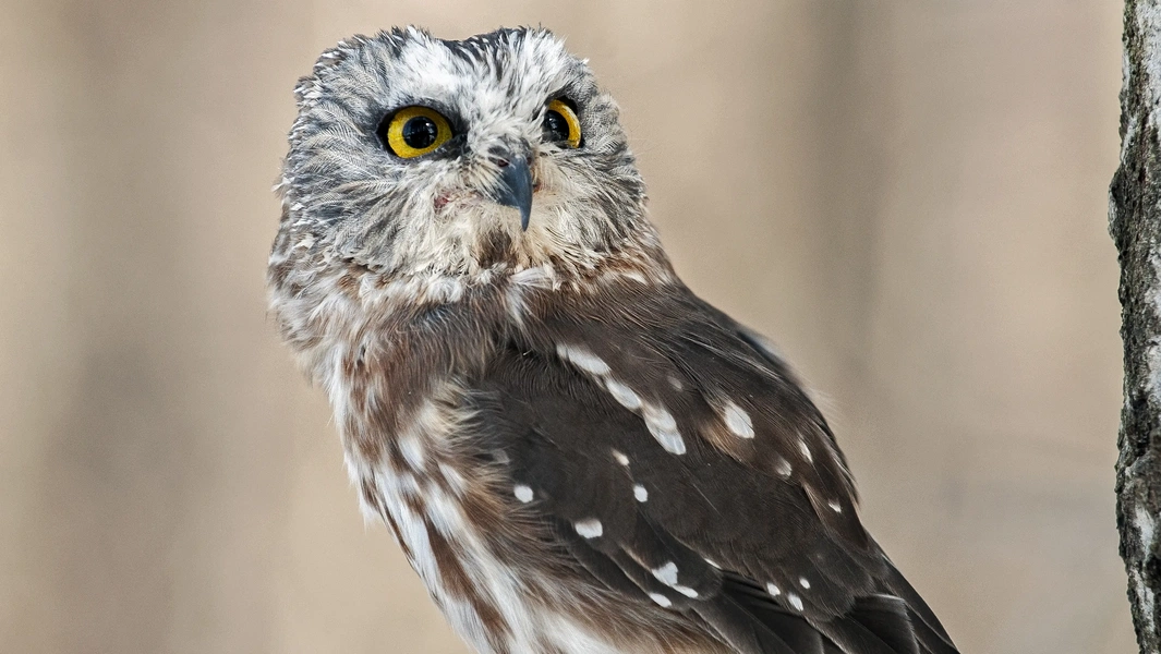 Turn your backyard into an owl haven