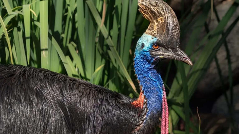 8 birds that look more like dinosaurs, reptiles, and even aliens