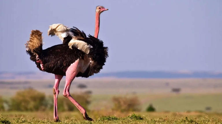 8 birds that look more like dinosaurs, reptiles, and even aliens