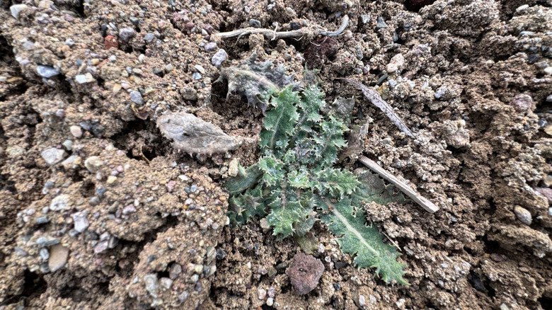 12 common types of weeds that are attracting pests to your yard
