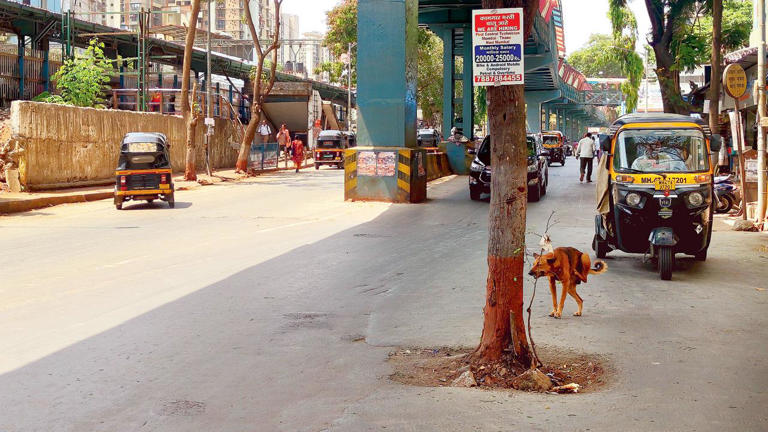 Mumbai: Tree in middle of road near Dahisar station raises safety concerns