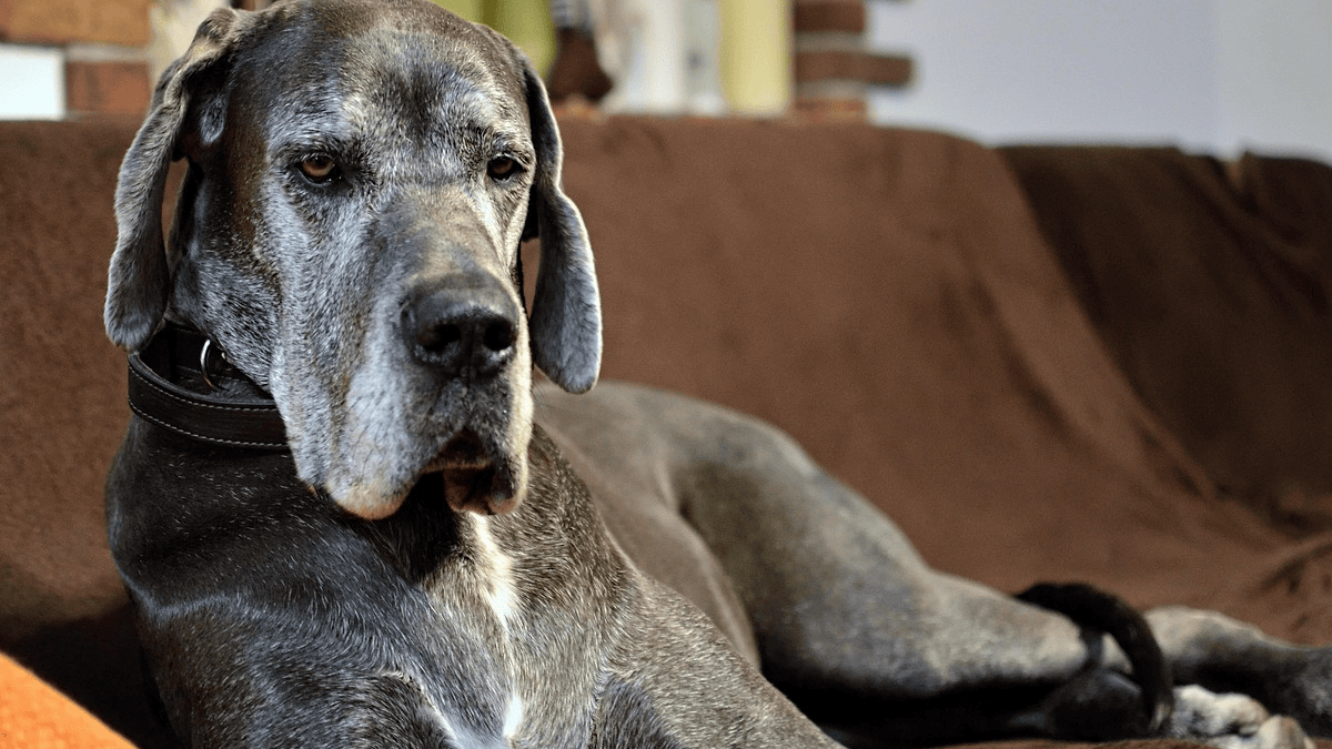 The 15 most laid-back dog breeds that are perfect for introverted ...
