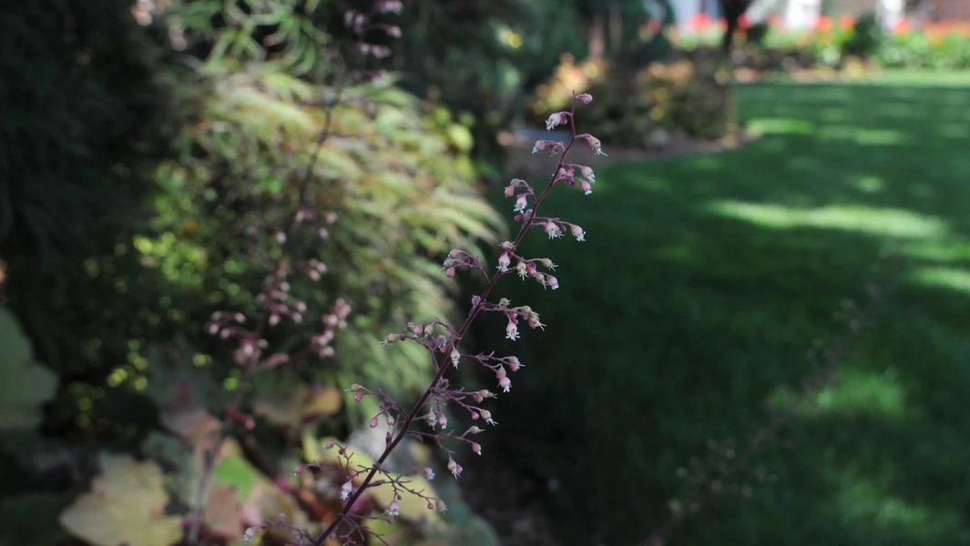 Coral bells that glow in shade gardens