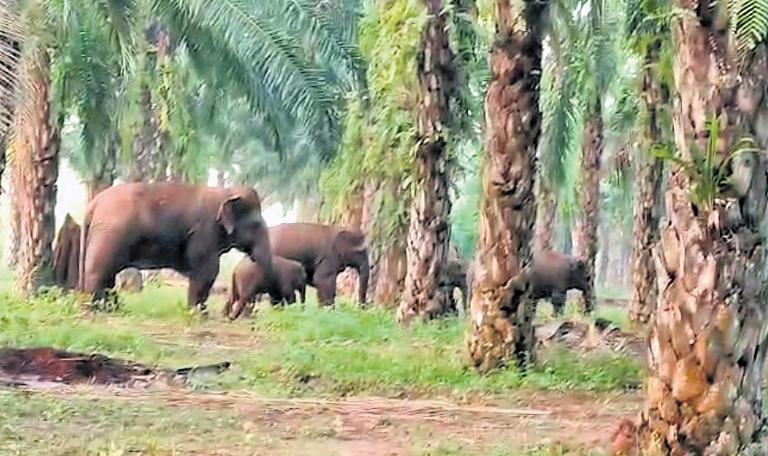 Eight elephants destroy crops, irrigation systems in Andhra's Manyam