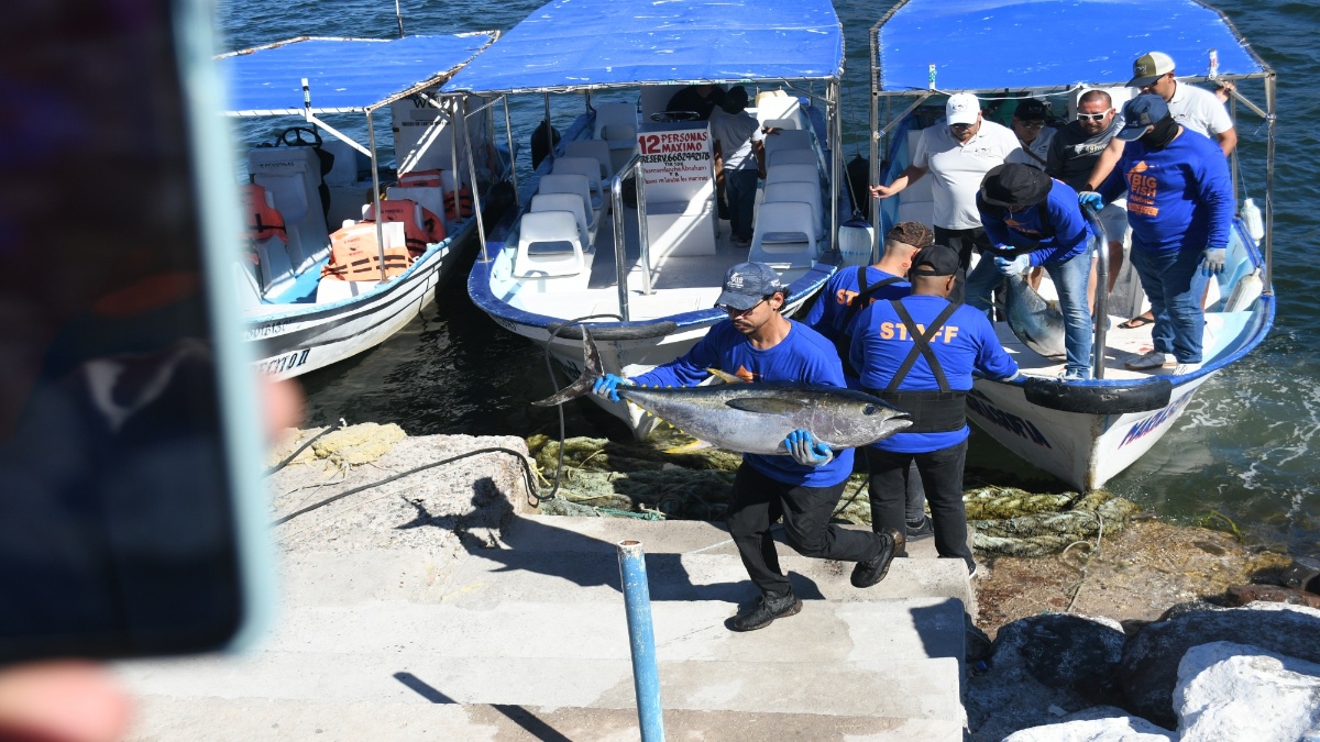 ¡Los gigantes amarillos toman Topolobampo! Así marcha la pelea por el ...