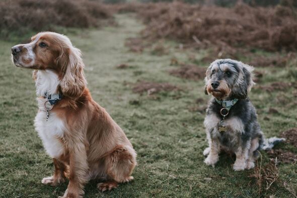 Dog and cat owners face new home pet laws now in force