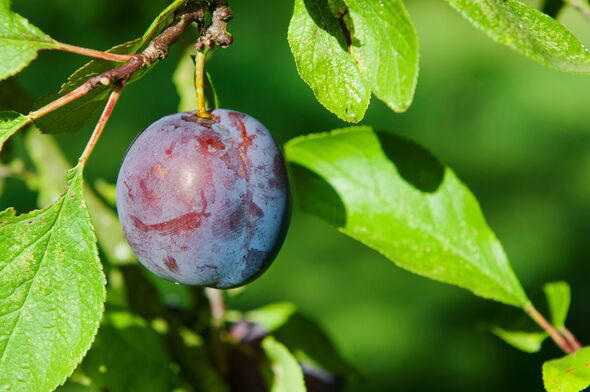 Alan Titchmarsh names four plants gardeners need to prune now 'before ...