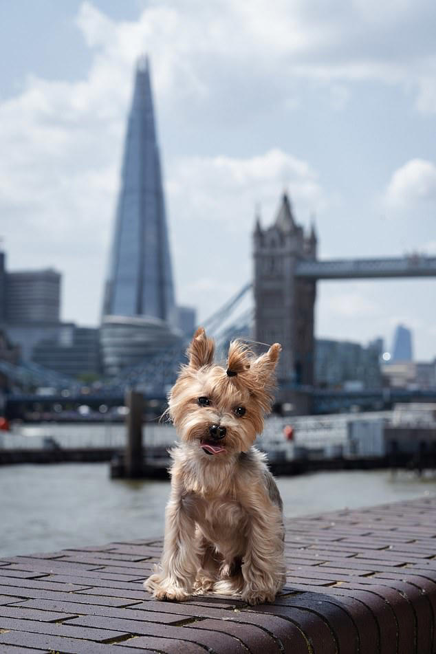 The lucky pets who live at some of the world's most lavish hotels