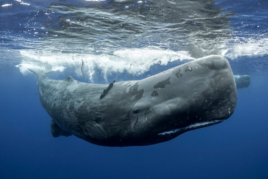 Why are ocean creatures so darned big?