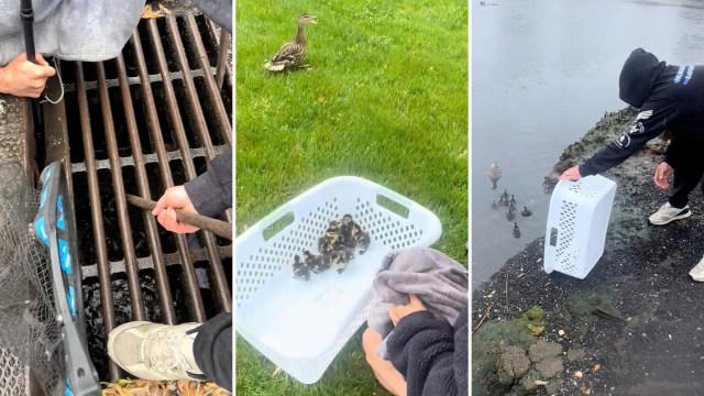 Mother duck waits in street as rescuers pull her ducklings from storm ...