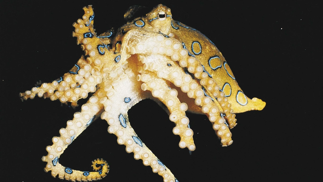 Octopus study highlights neuron dominance in arms over brain