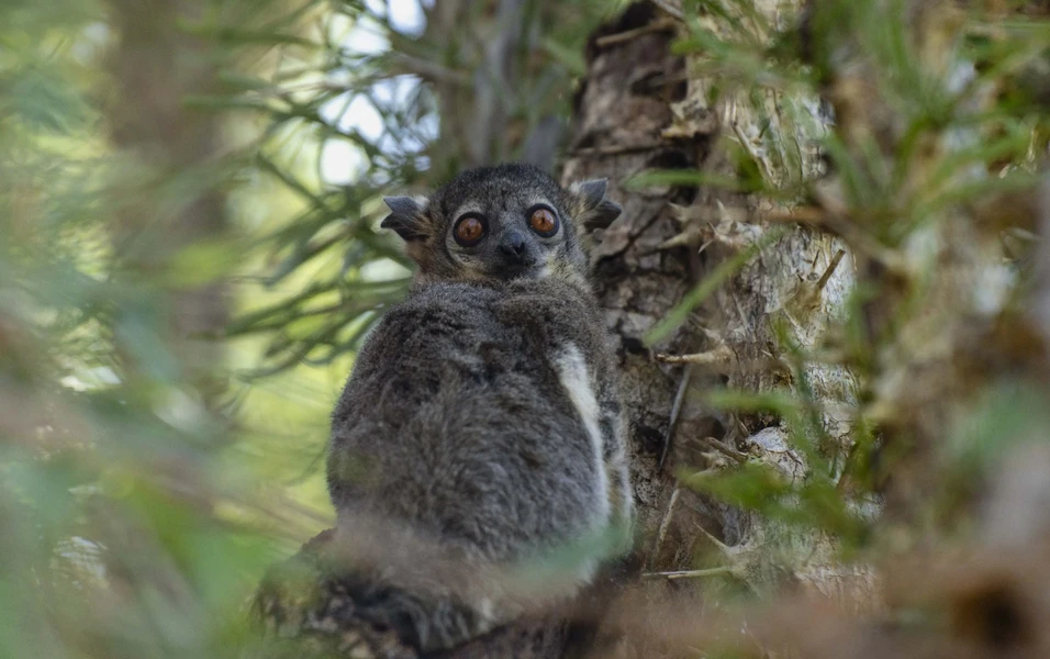 Report spotlights Africa's most unique ecosystems and species