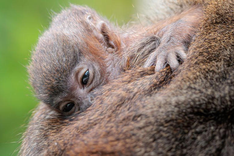 Colchester Zoo announces new arrival as 'threatened' monkey infant born