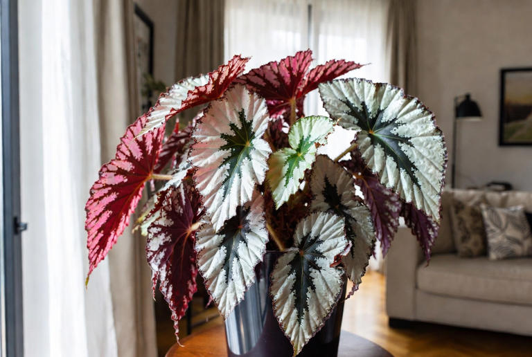 Come la pianta della begonia rex ha reso bella la mia casa