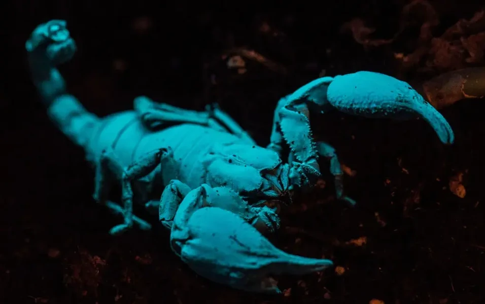 Largest known scorpion rewrites timeline of giant arthropods