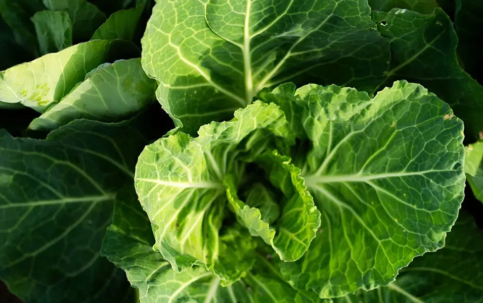 Collard greens that feed the soul