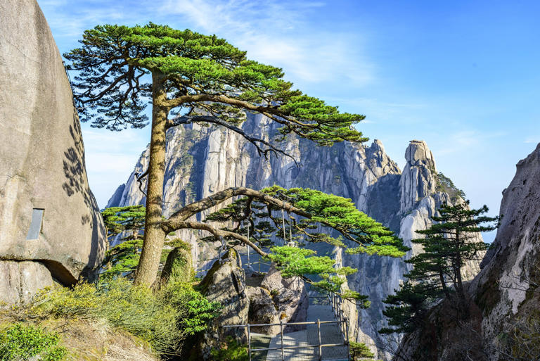 This 1,000-year-old pine tree’s protector fears changing weather patterns
