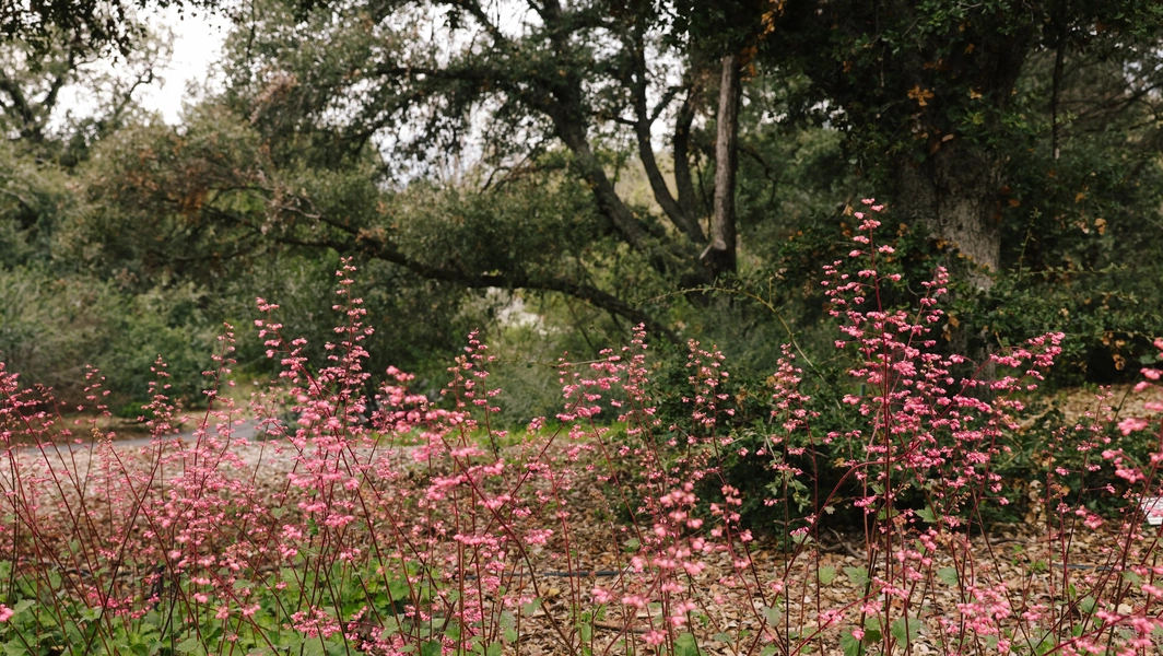 Coral bells that glow in shade gardens