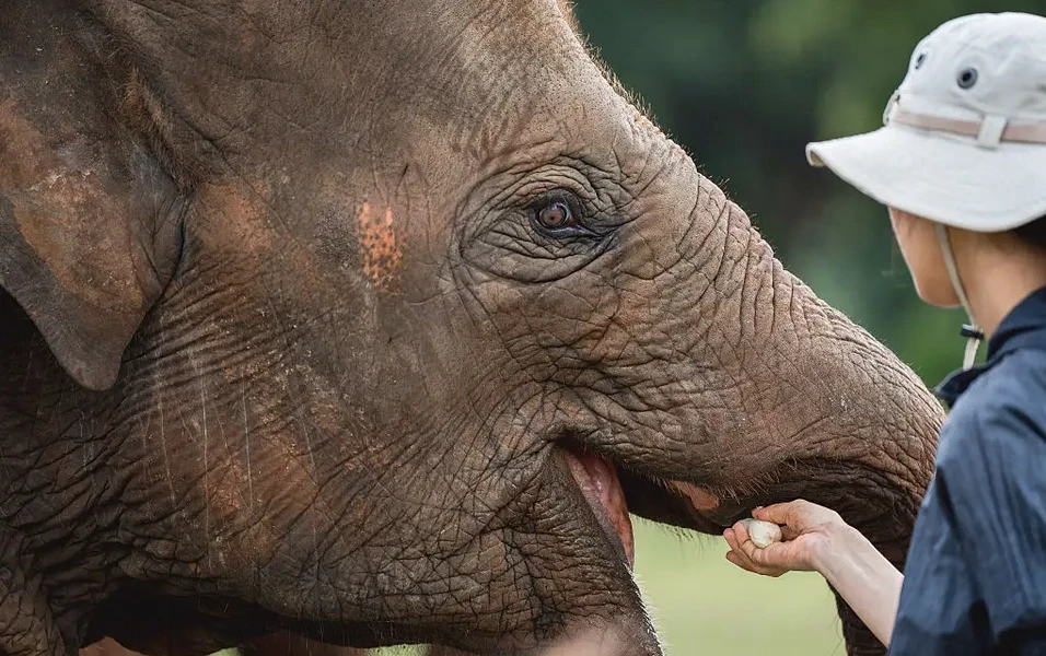 Animal rescues draw lessons from wild acts of compassion