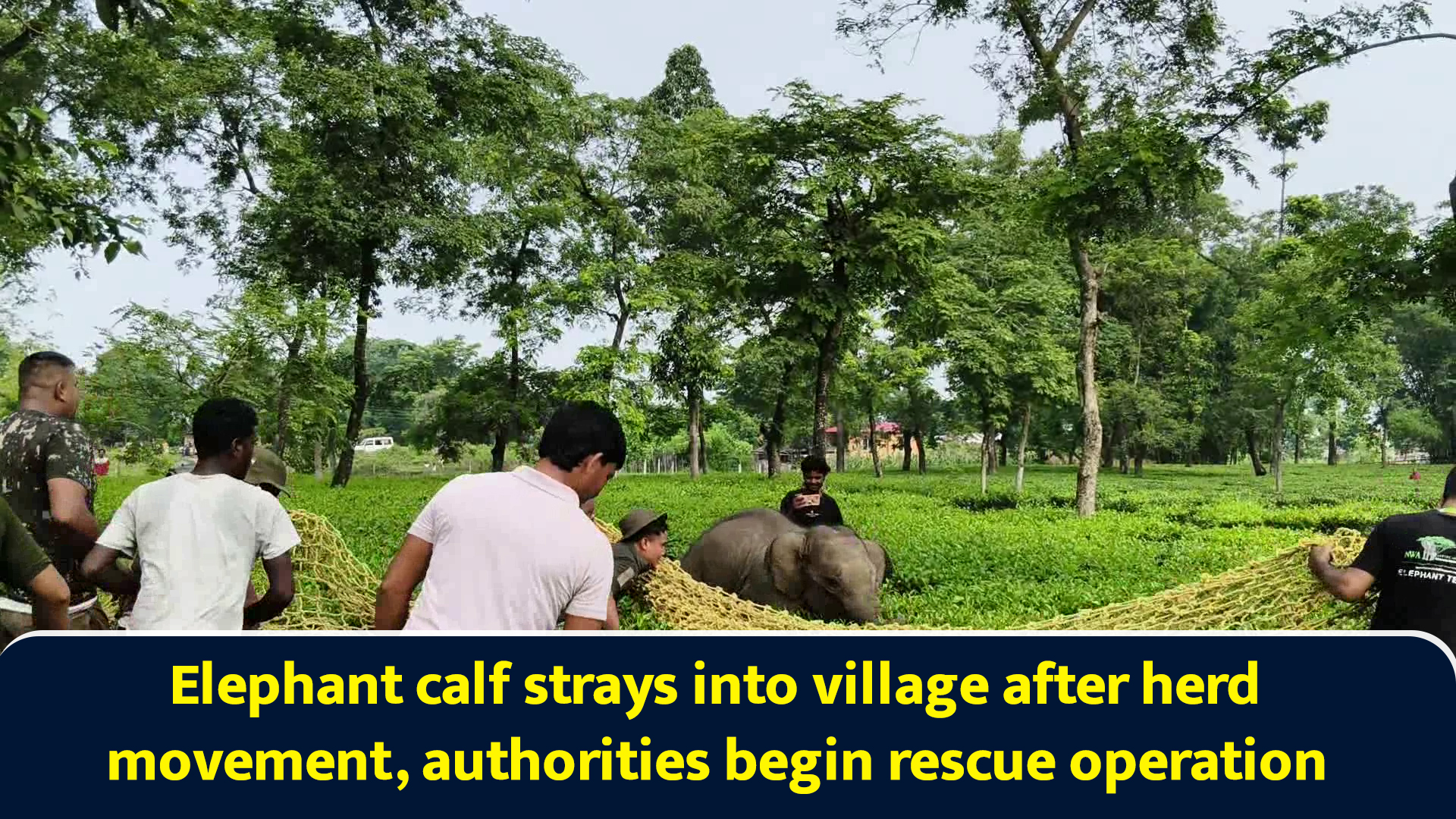 Elephant calf strays into village after herd movement, authorities ...