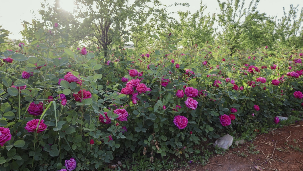 Roses made simple for blooming success