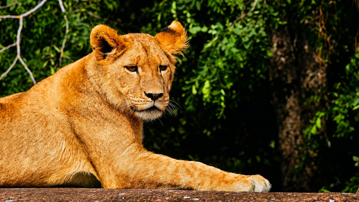 The quiet moment before a lion makes its move