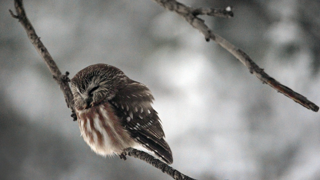 Turn your backyard into an owl haven