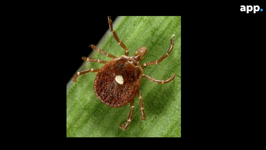 Why are ticks so bad this year 2026? Ticks in New Jersey bad this year