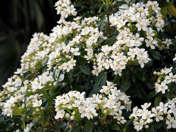 Alan Titchmarsh names four plants gardeners need to prune now 'before ...
