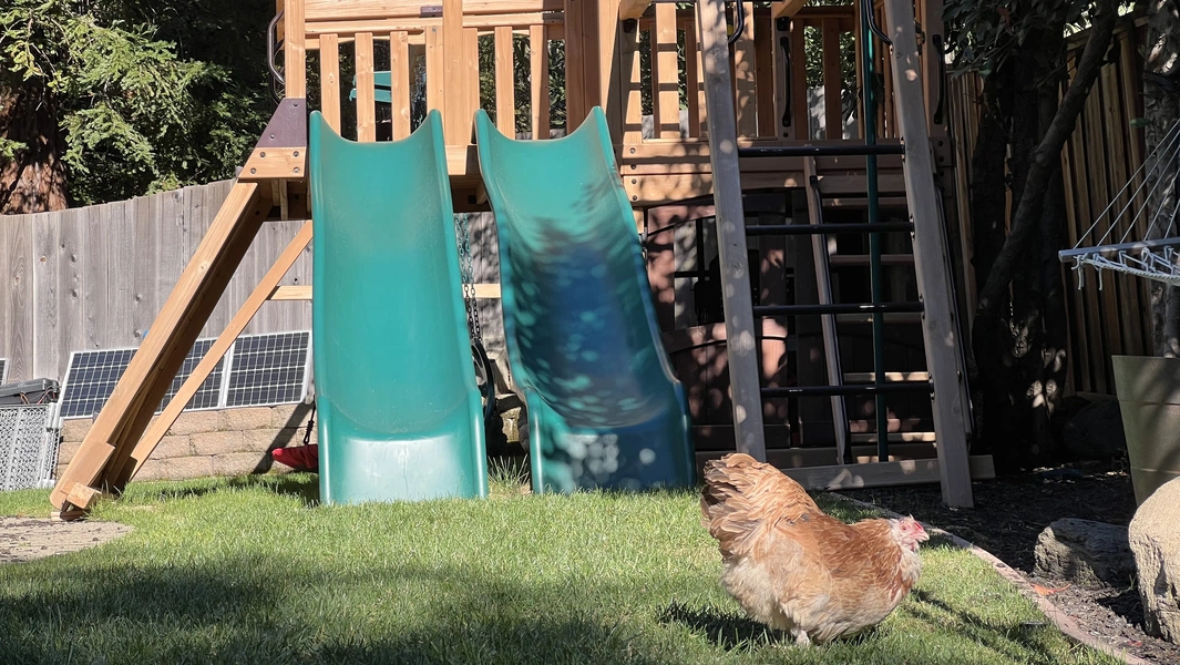 Backyard chicken keeping made simple and safe