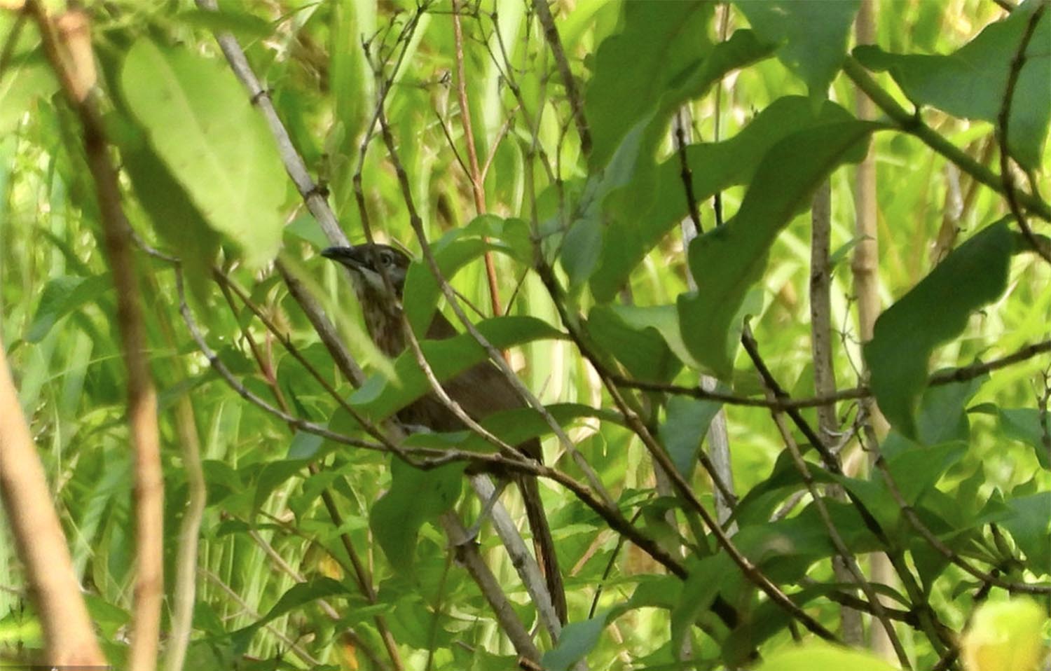 Spiny babbler recorded in Madhesh Province for first time