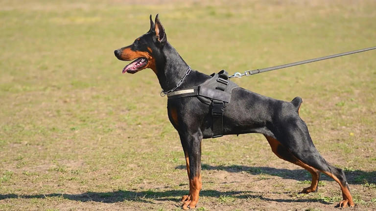The world's smartest dog breeds? These 5 names come up again and again