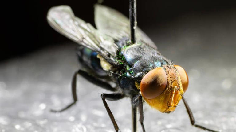 Trump cut screwworm monitoring program before parasite reached Texas