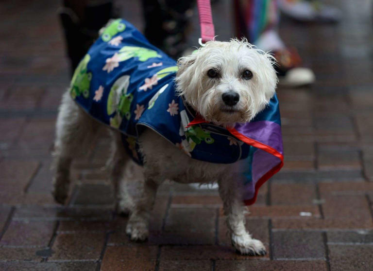 Canterbury Pride celebrates 10 years with colourful parade despite rain
