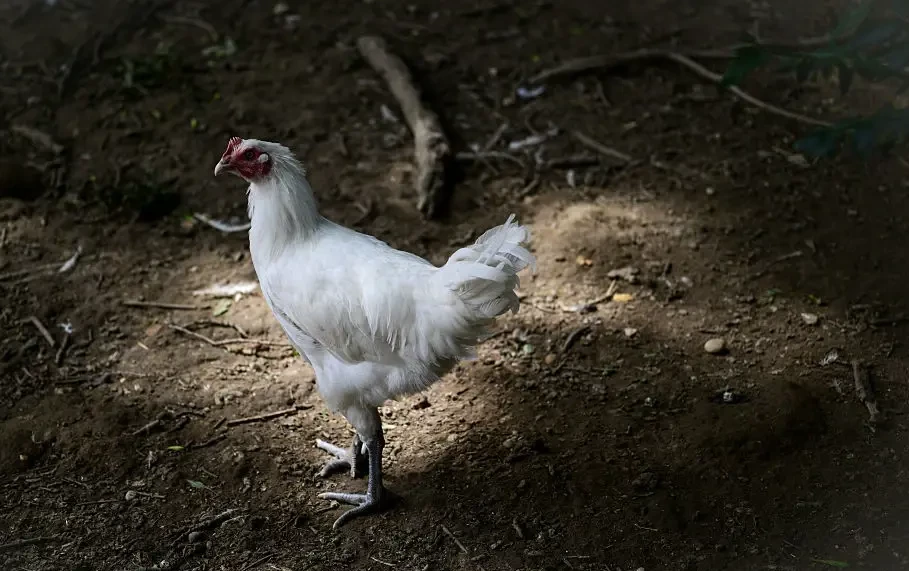 Backyard chicken keeping made simple and safe