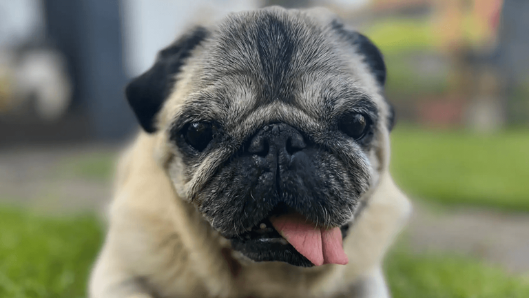 Mops-Oma möchte zur Ruhe kommen